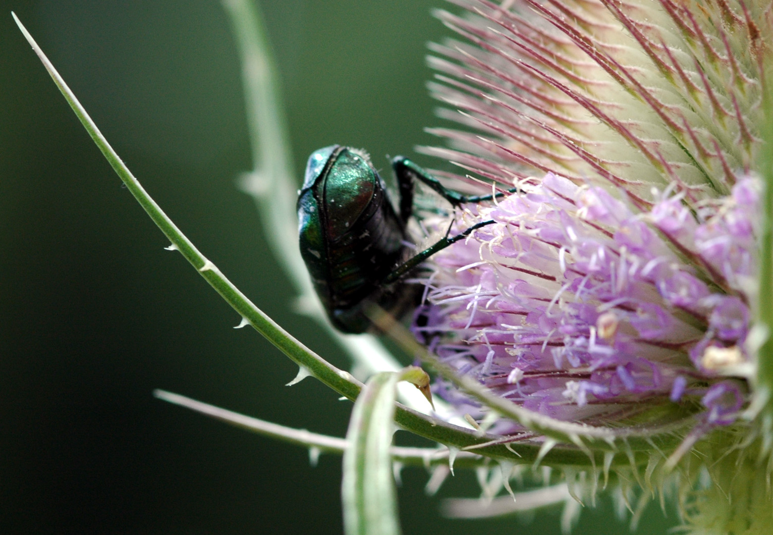 La cétoine dorée (Cetonia aurata)