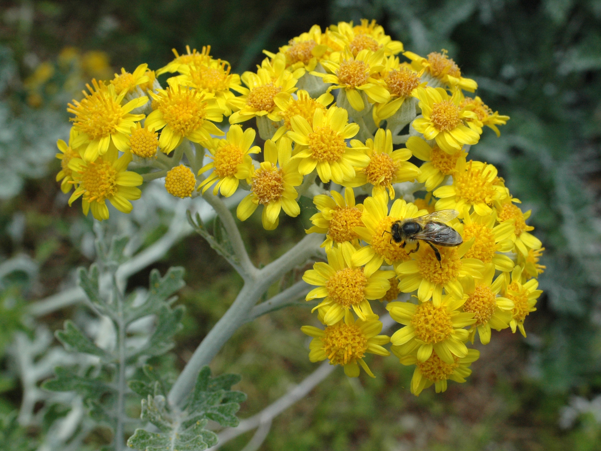 Flora and fauna of Croatia