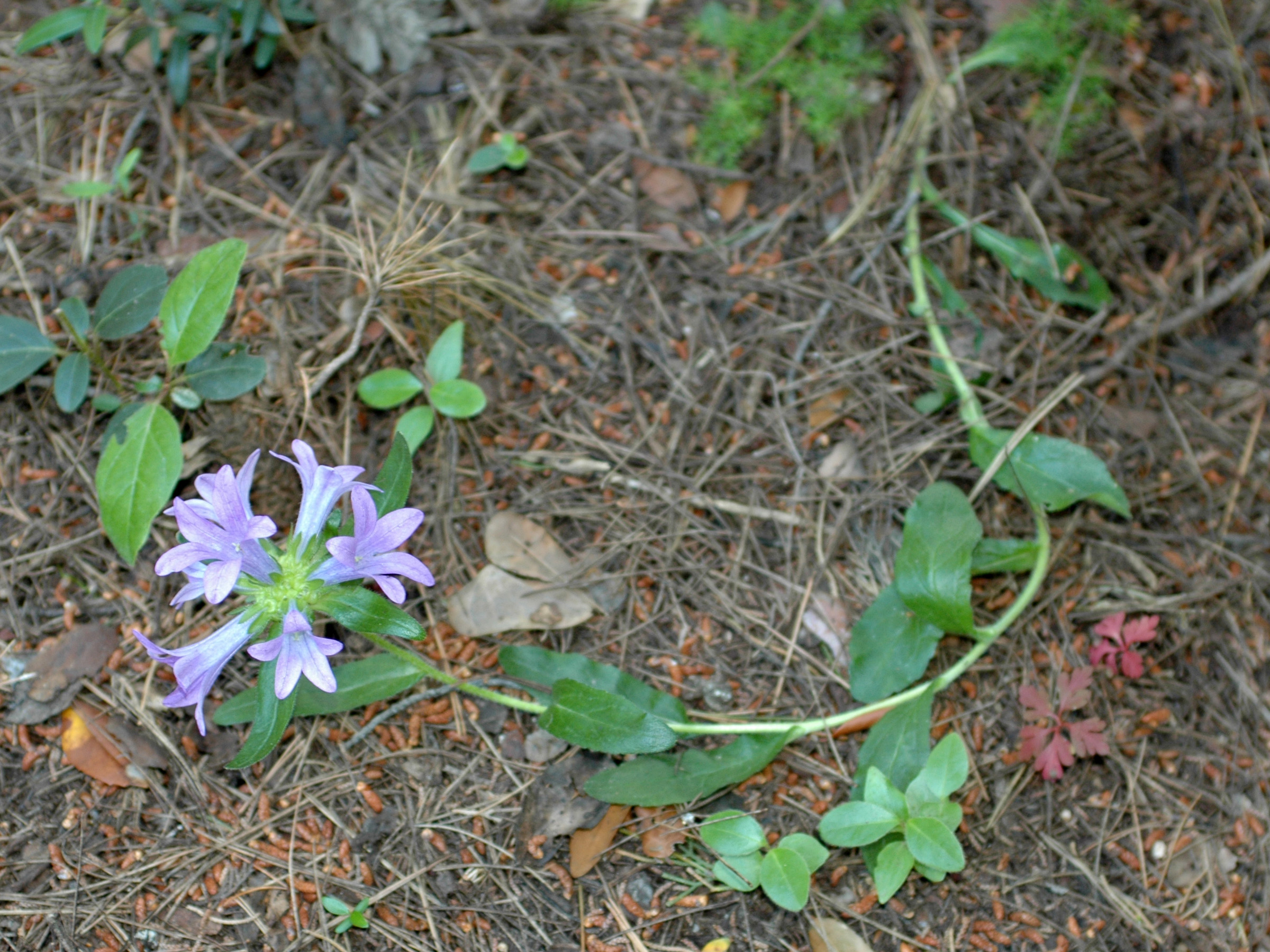 Flora and fauna of Croatia