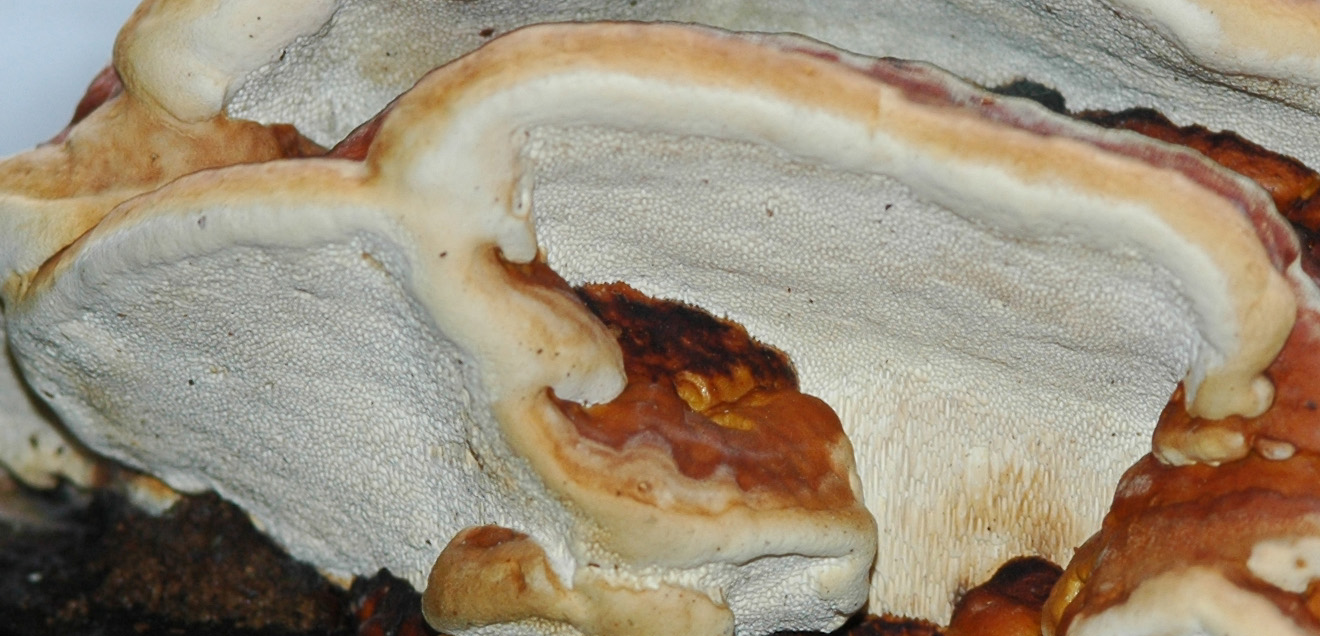 Le polypore marginé (Fomitopsis pinicola)