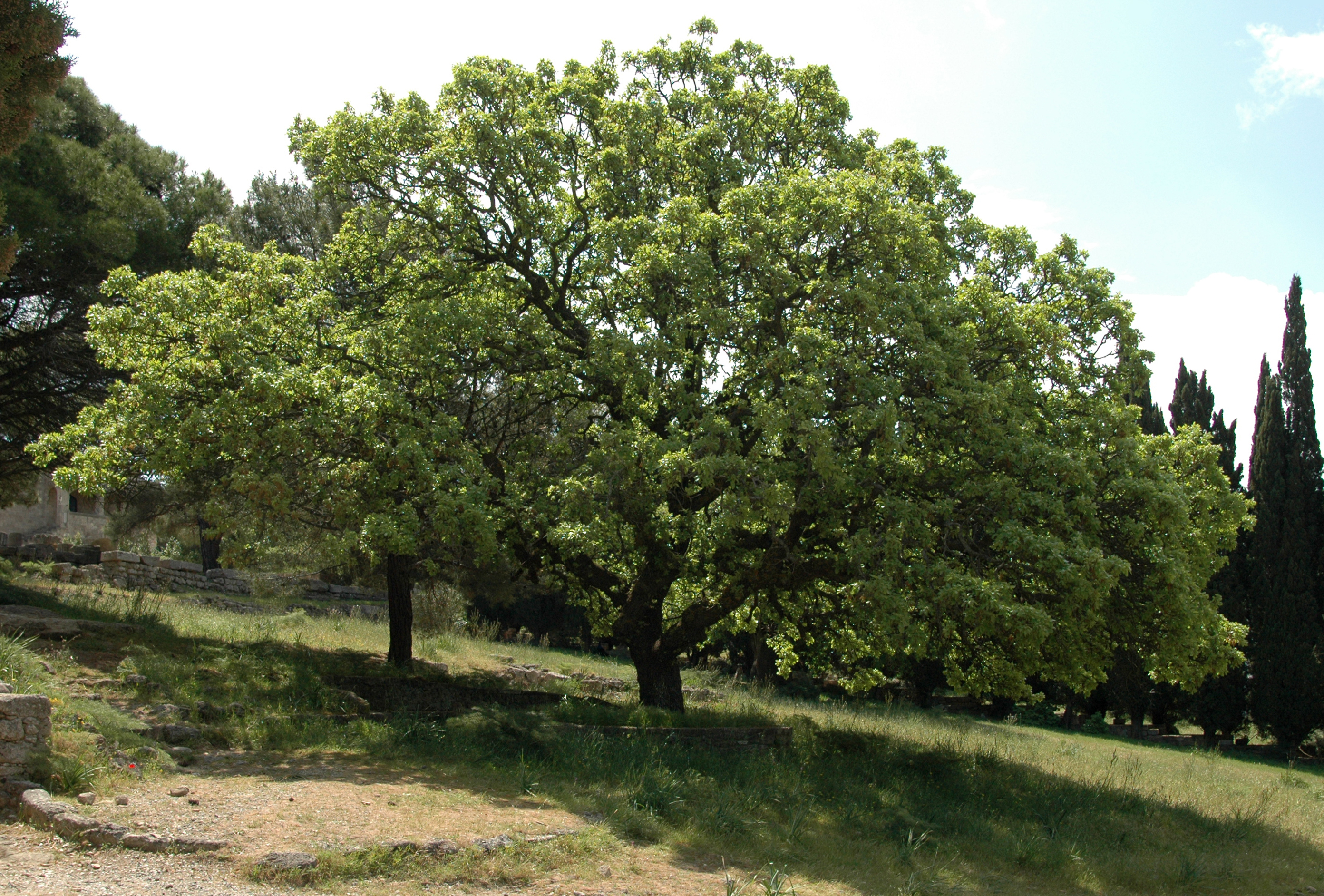 La flore et la faune de la Grèce