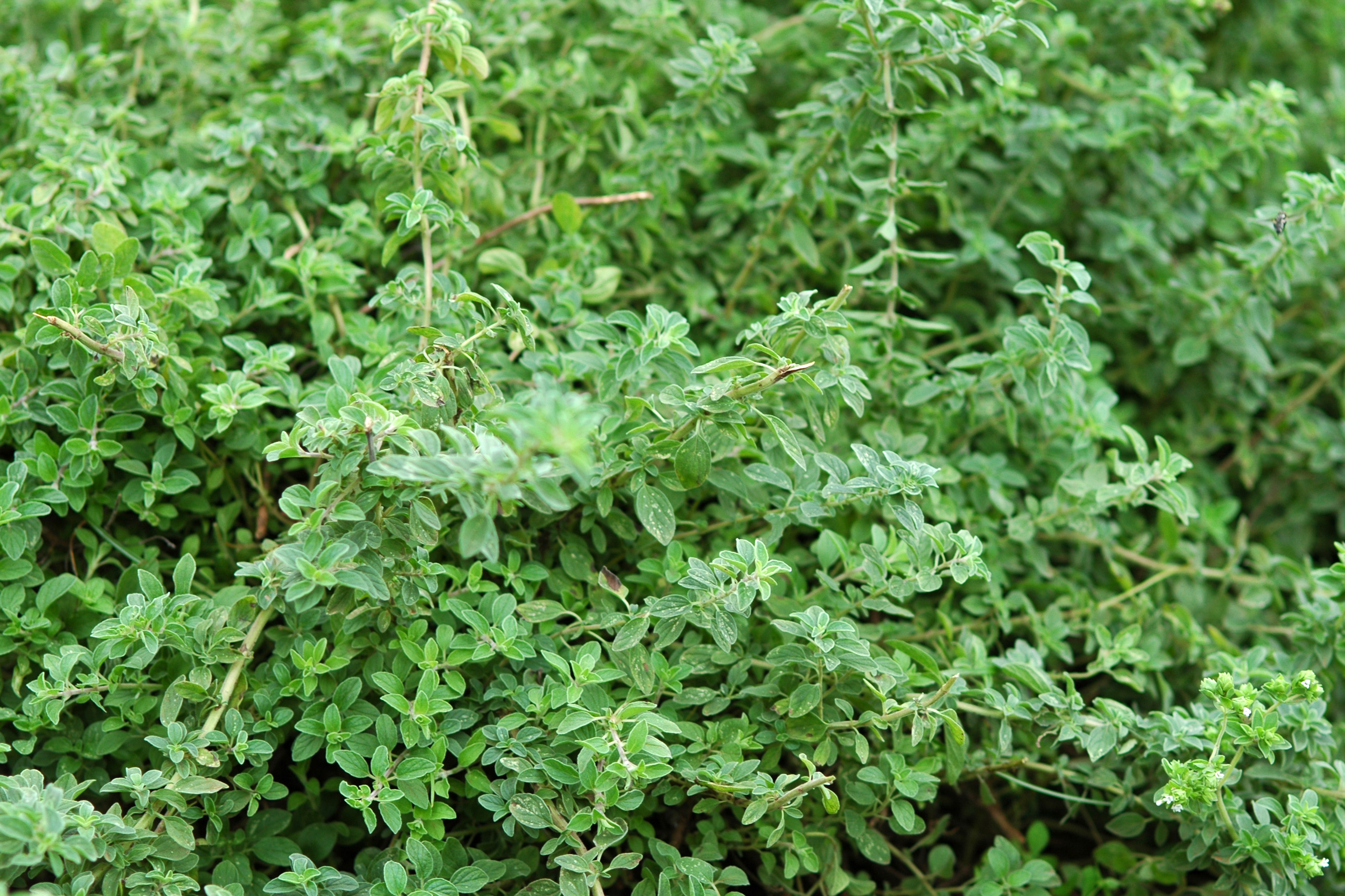 Le jardin botanique de Funchal à Madère