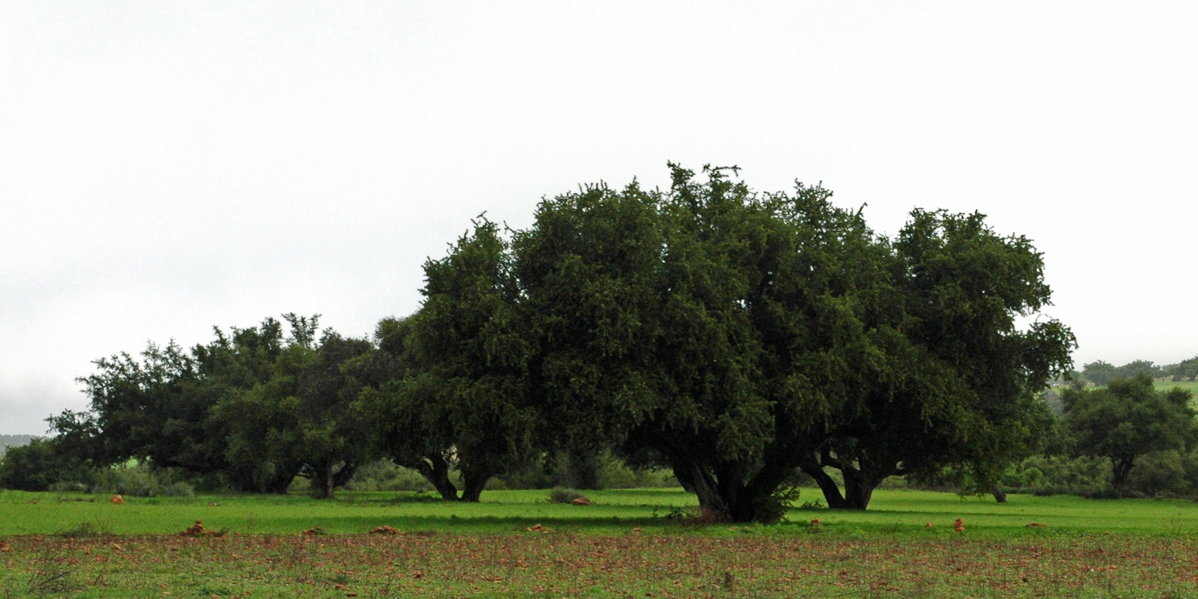 La flore et la faune du Maroc