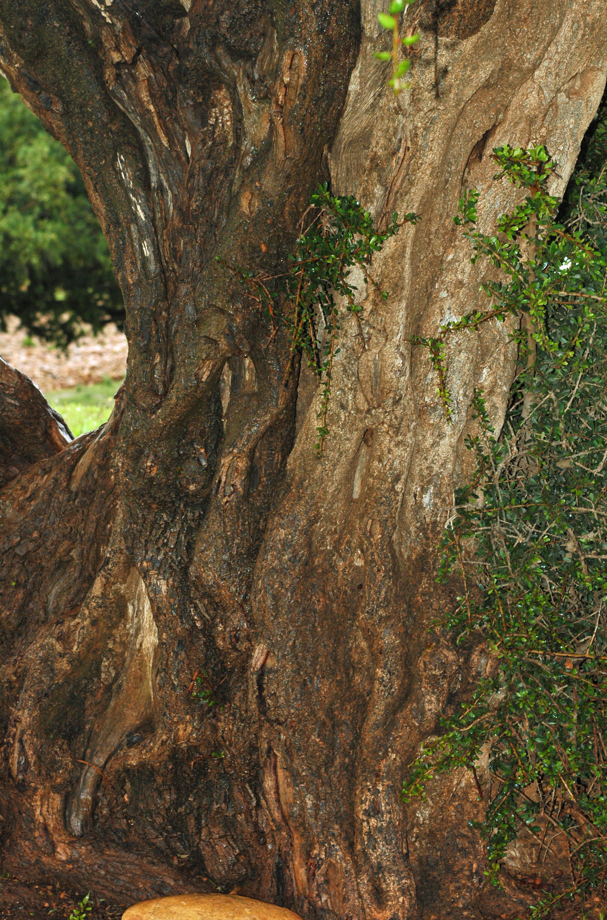 La flore et la faune du Maroc