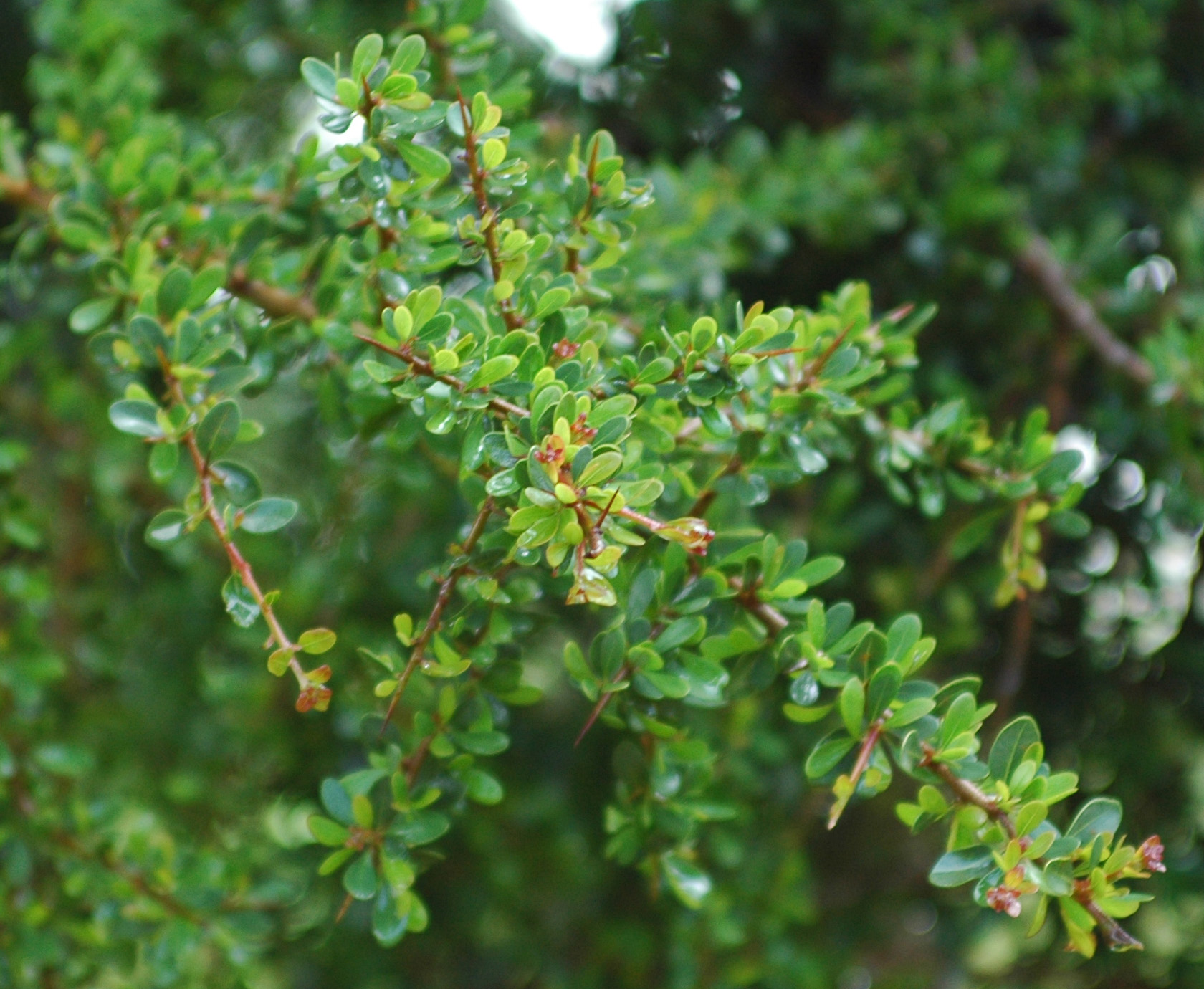 Flora and the fauna of Morocco