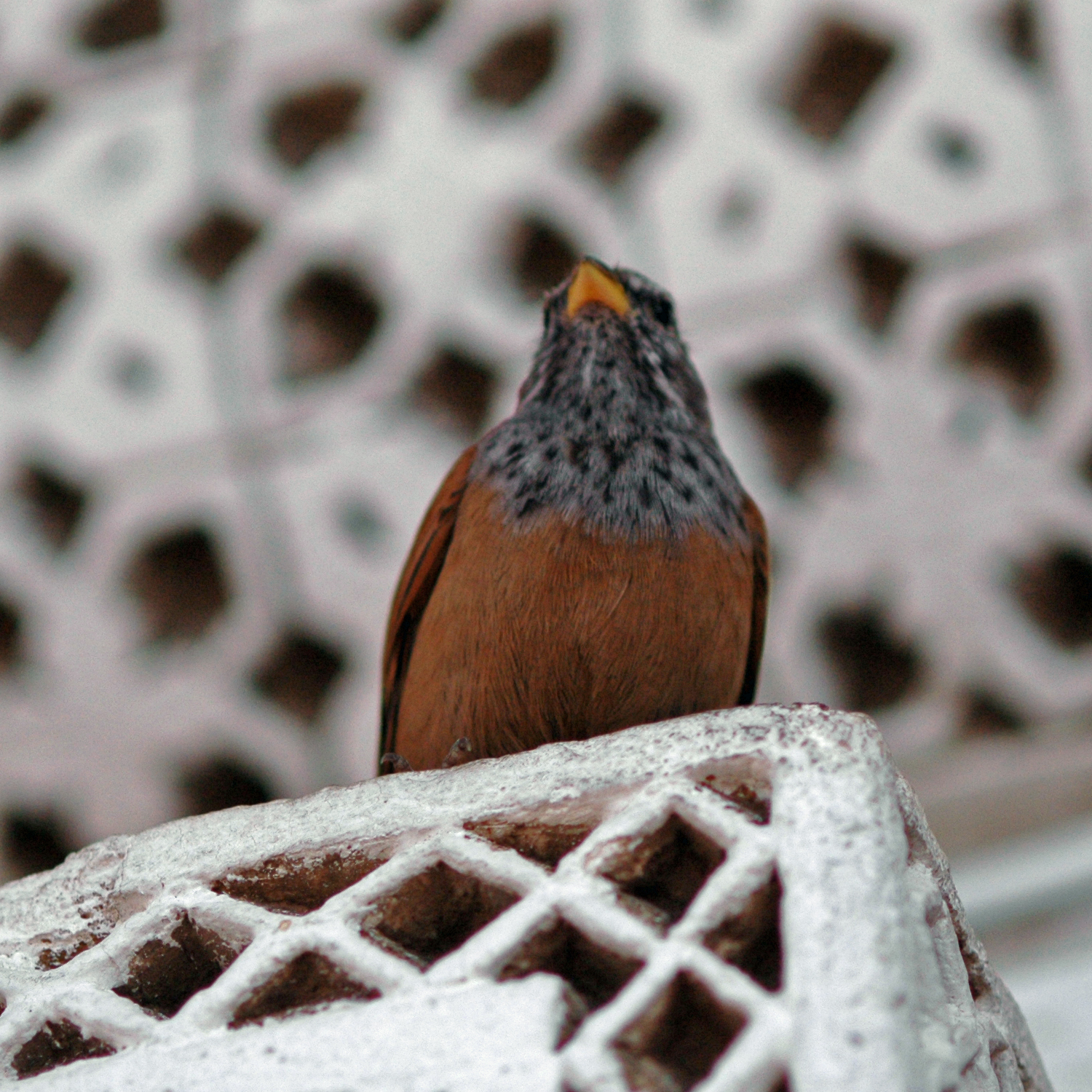 La flore et la faune du Maroc