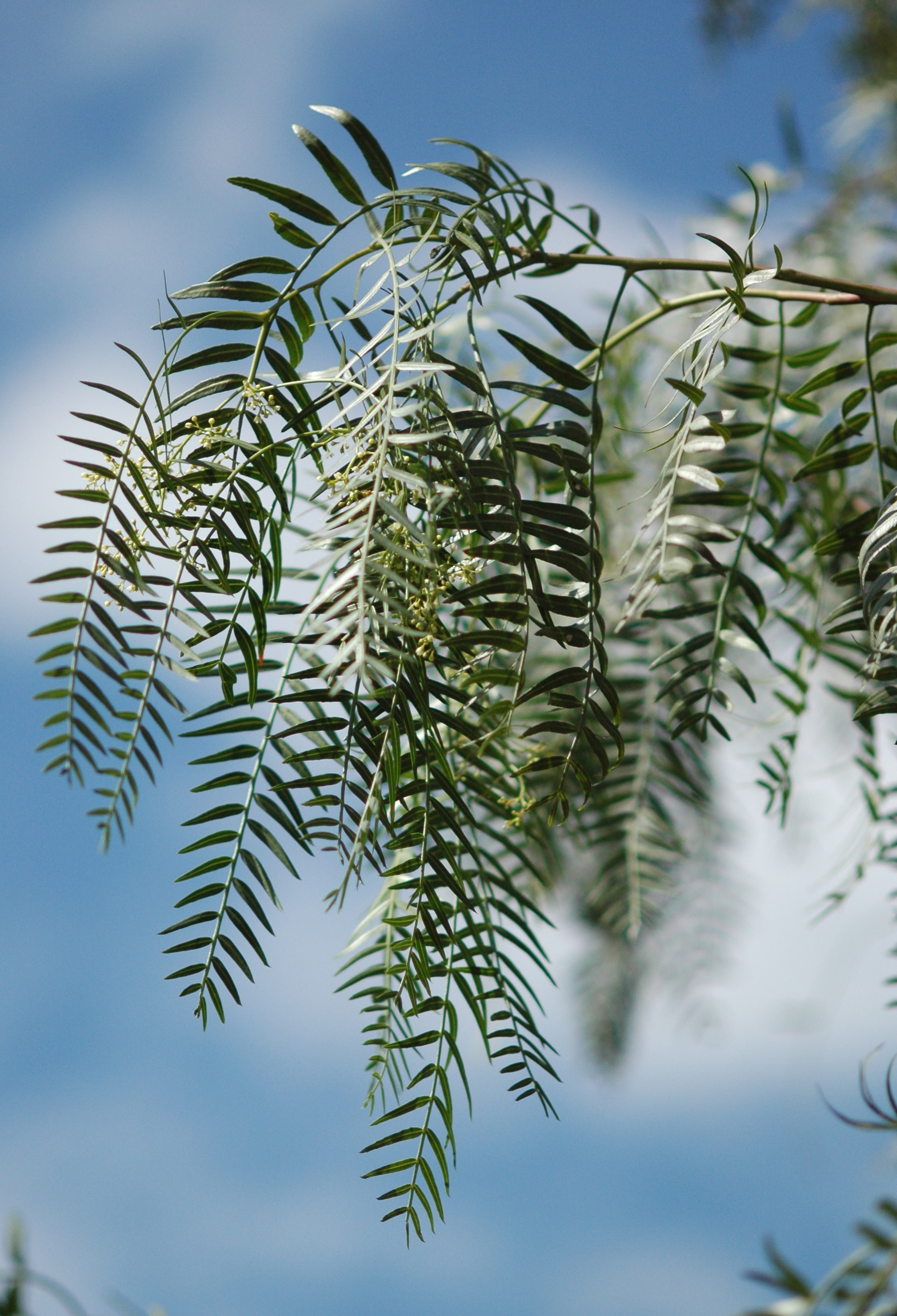 La flore et la faune du Maroc