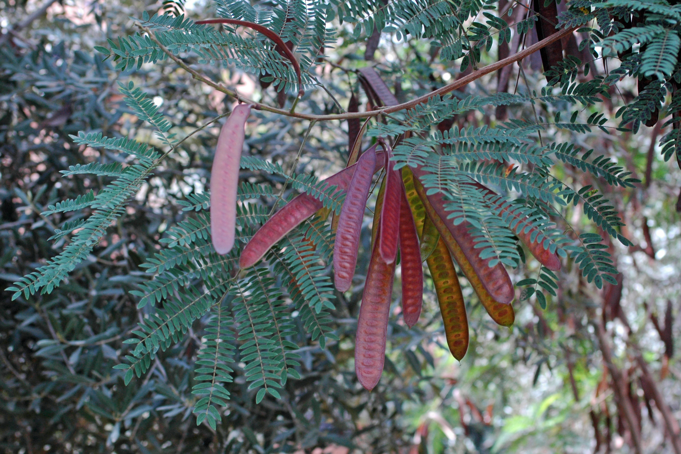 La flore et la faune du Maroc