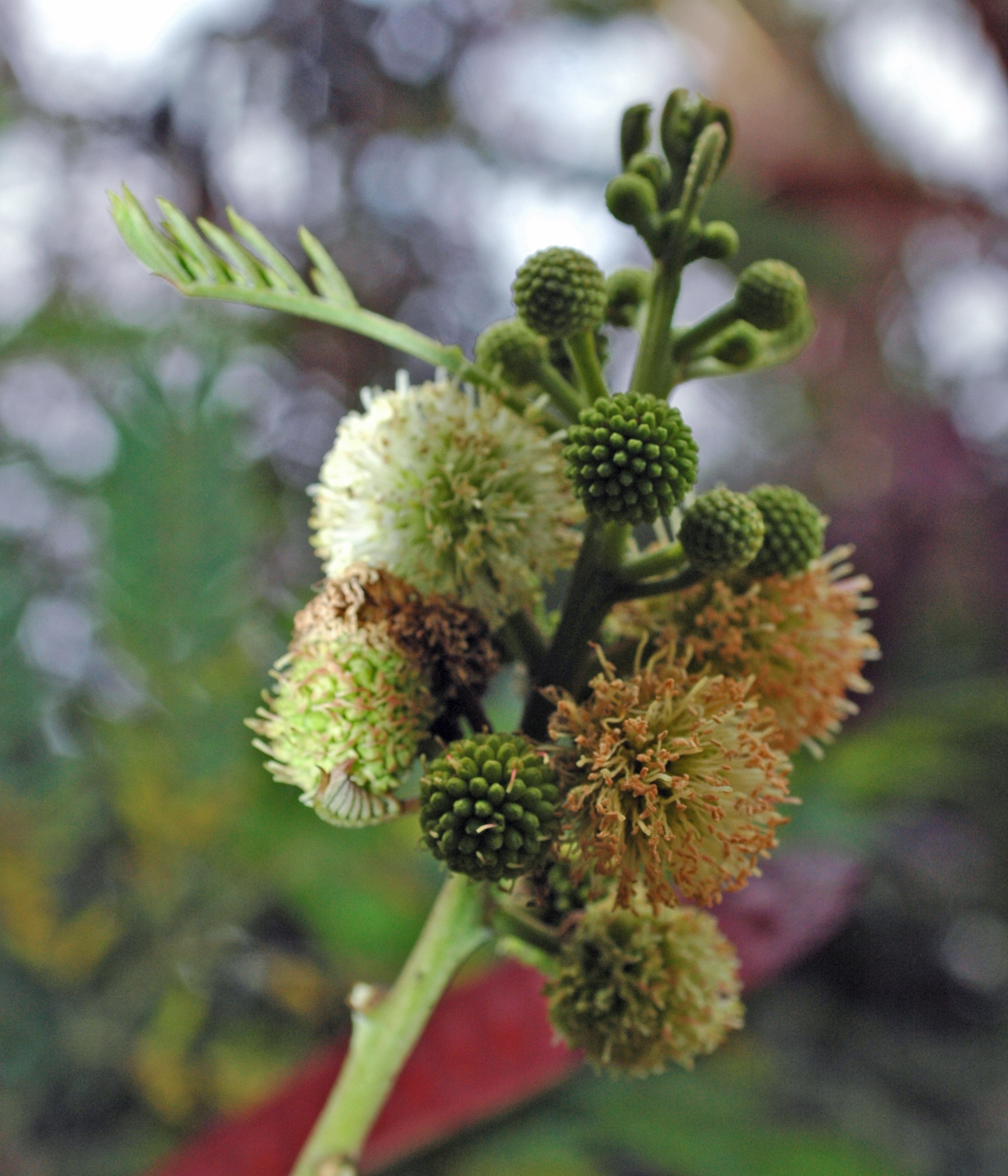 La flore et la faune du Maroc