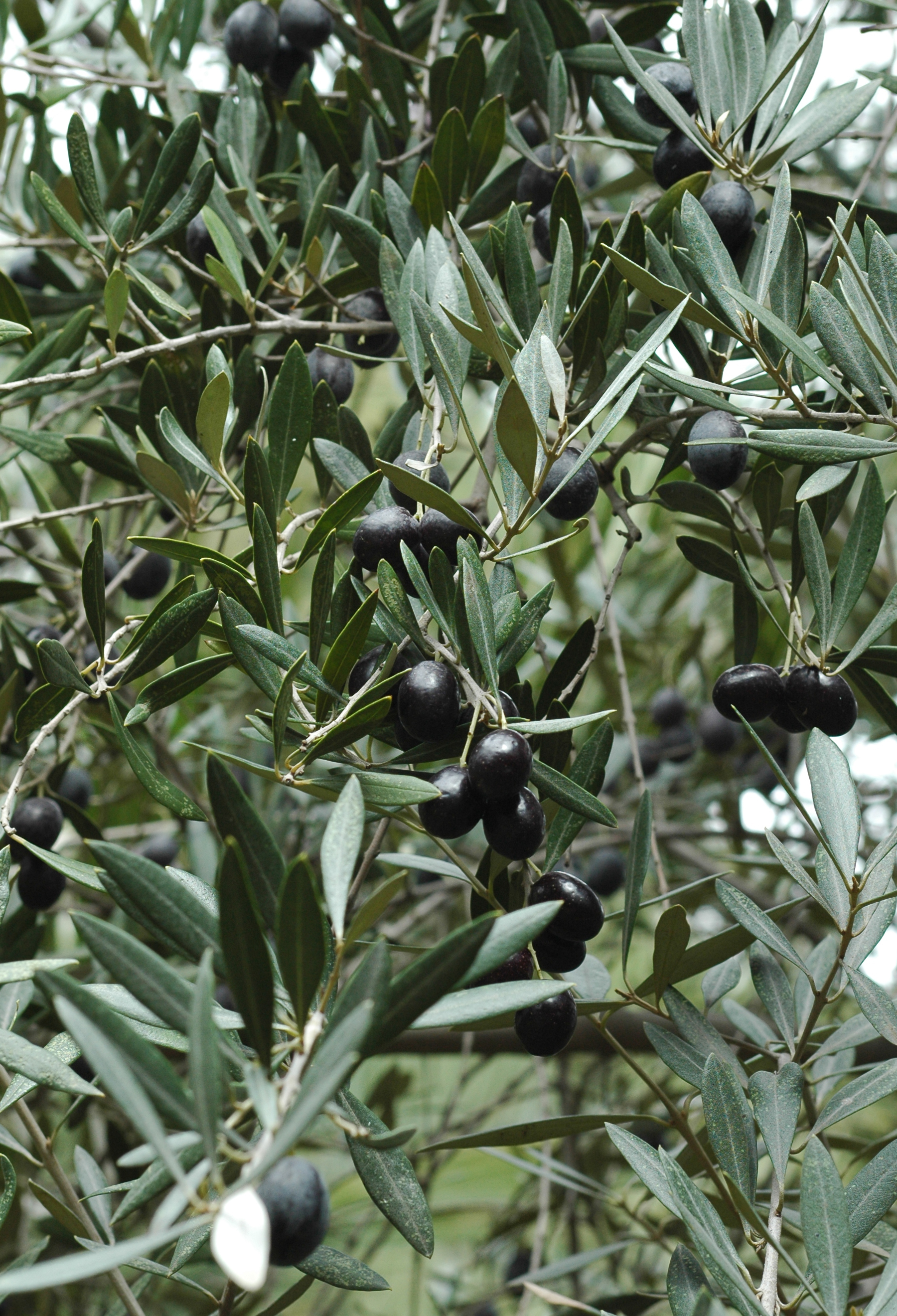 La flore et la faune du Maroc
