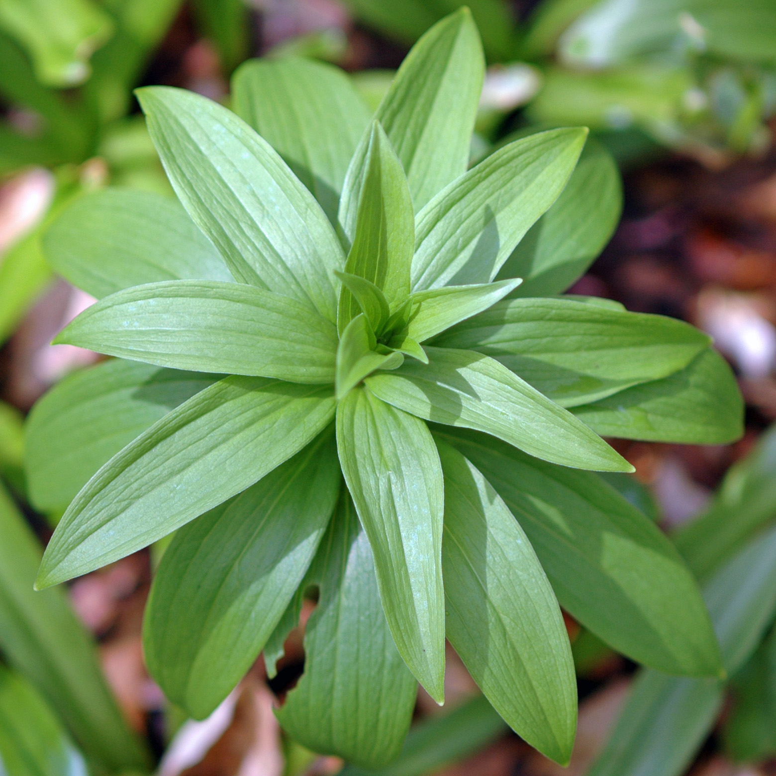 Le lys martagon (Lilium martagon)